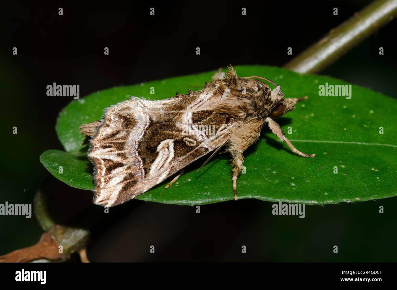 Owlet moth hi-res stock photography and images - Alamy