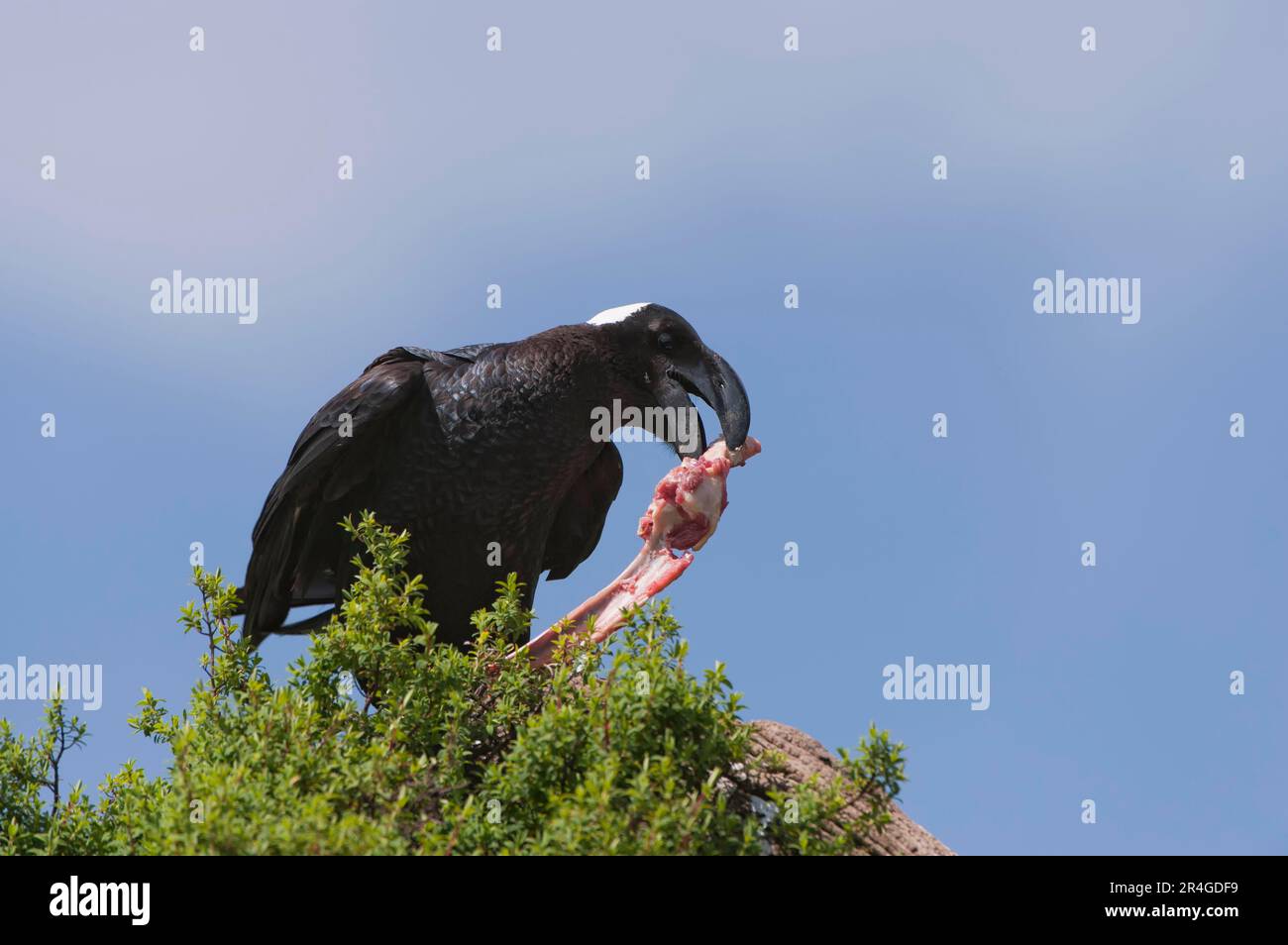 Thick-billed raven (Corvus crassirostris) feeding on a carcass, Simien ...