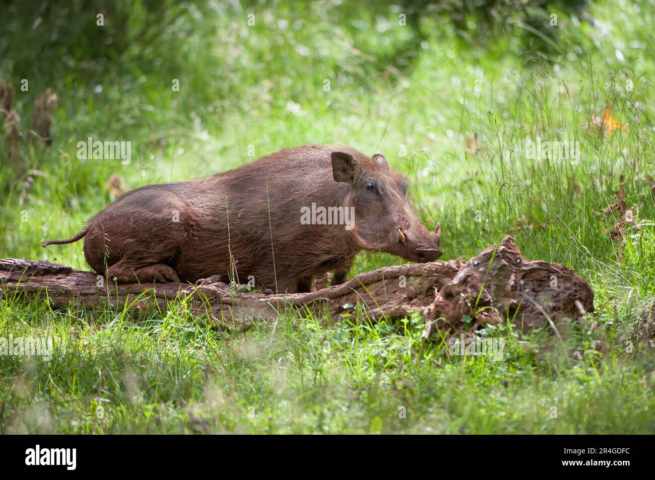 Eritrean warthog (Phacochoerus africanus aeliani) scratching at a tree ...