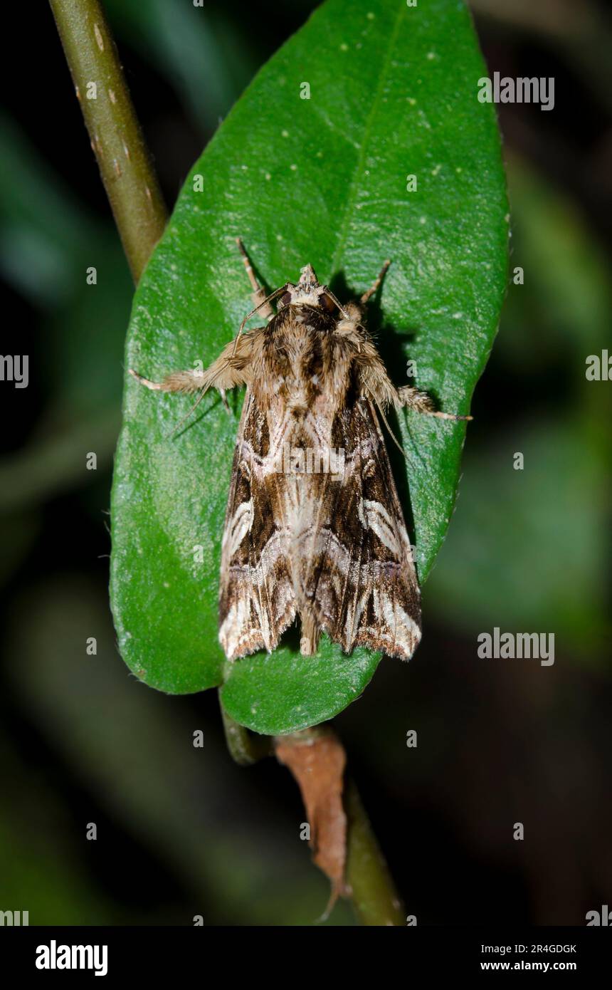 Male Owlet Moth, Callopistria exotica, on leaf, Klungkung, Bali ...