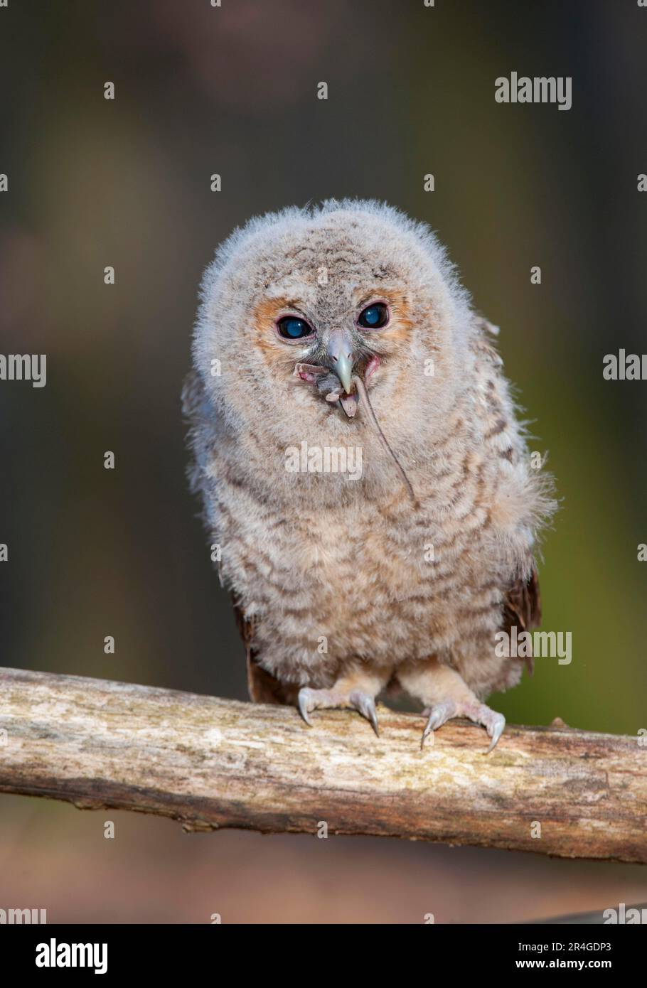 Tawny Owl (Strix aluco), fledgeling, eating mouse Stock Photo - Alamy