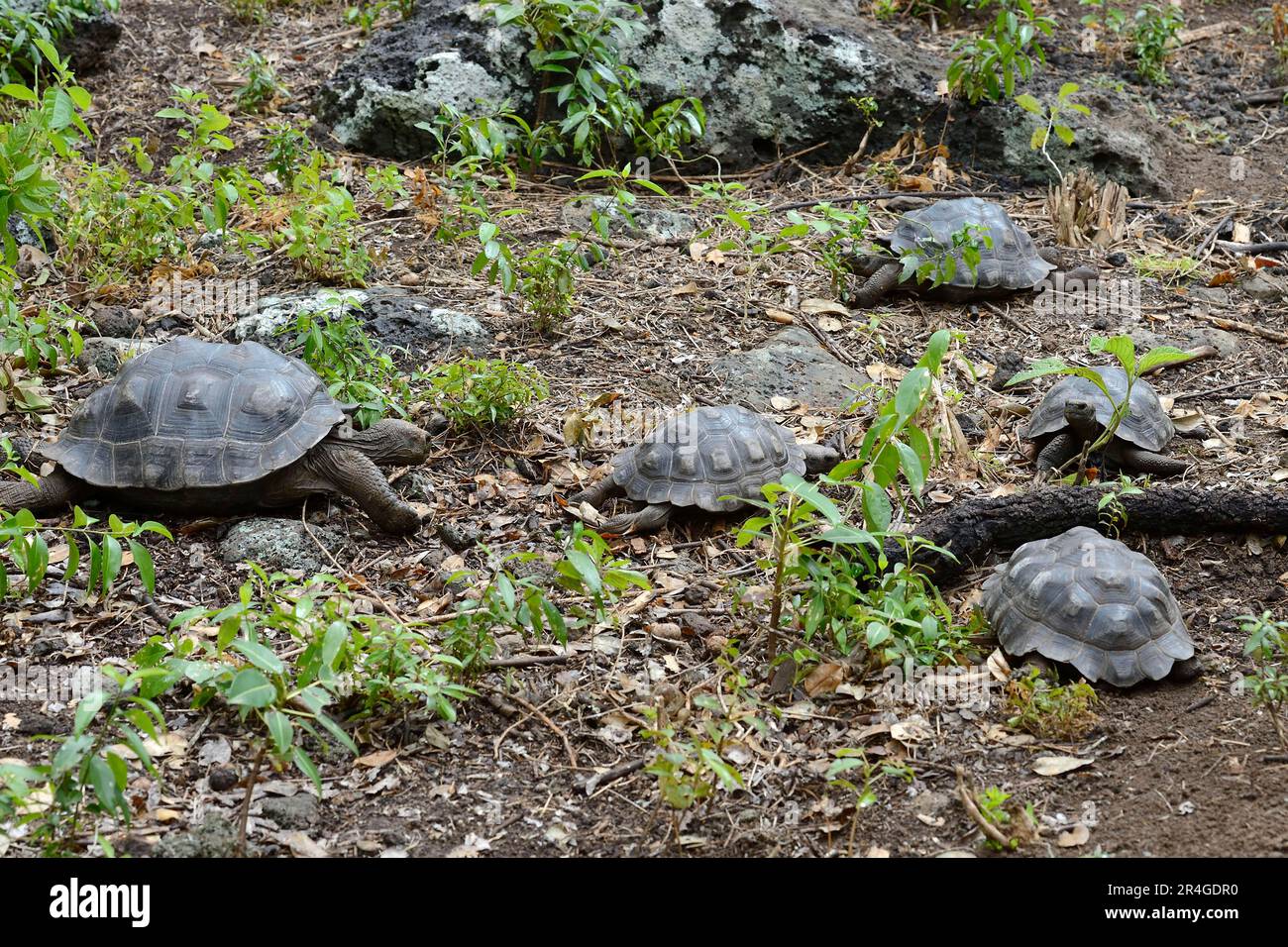 Galapagos giant tortoises, subspecies of San Cristobal Island ...