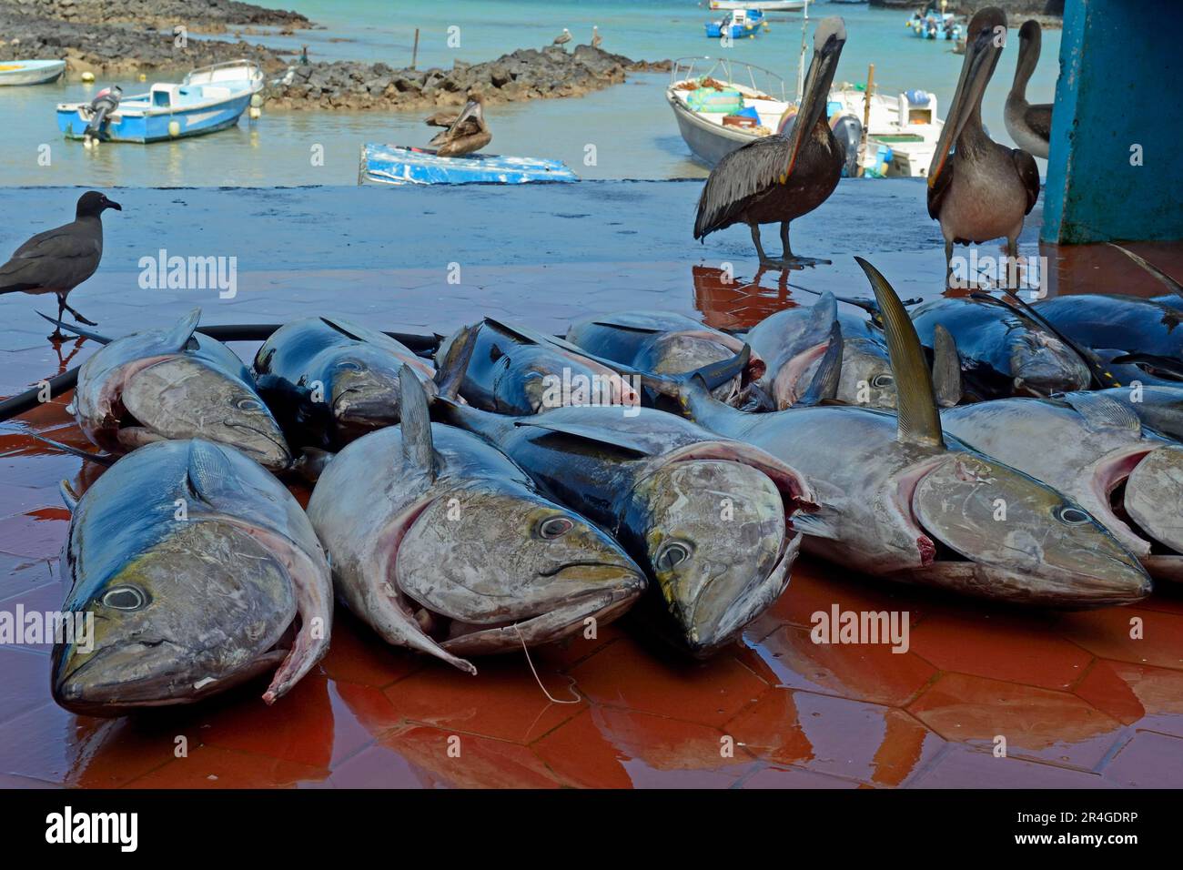 Freshly caught yellowfin tuna (Thunnus albacares) ashore, fishing port ...
