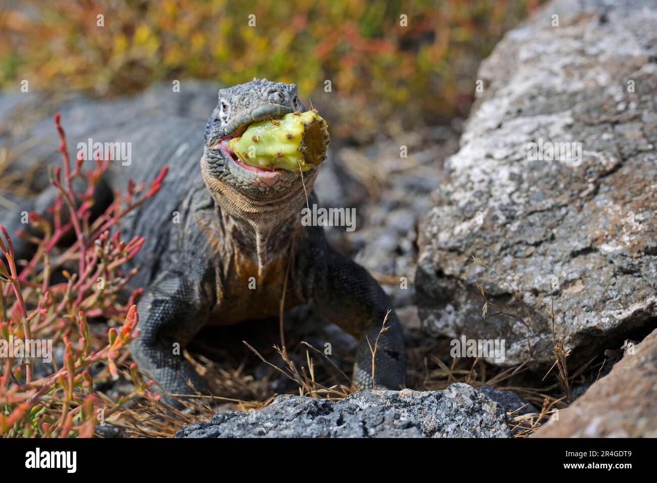 Animal eating cactus hi-res stock photography and images - Alamy