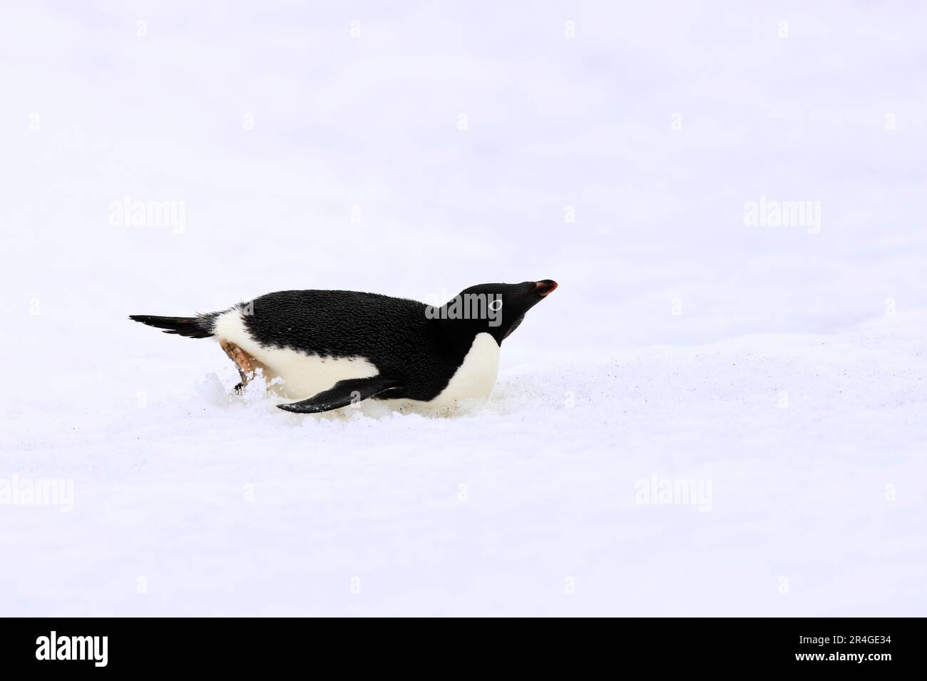 Penguin slide hi-res stock photography and images - Alamy