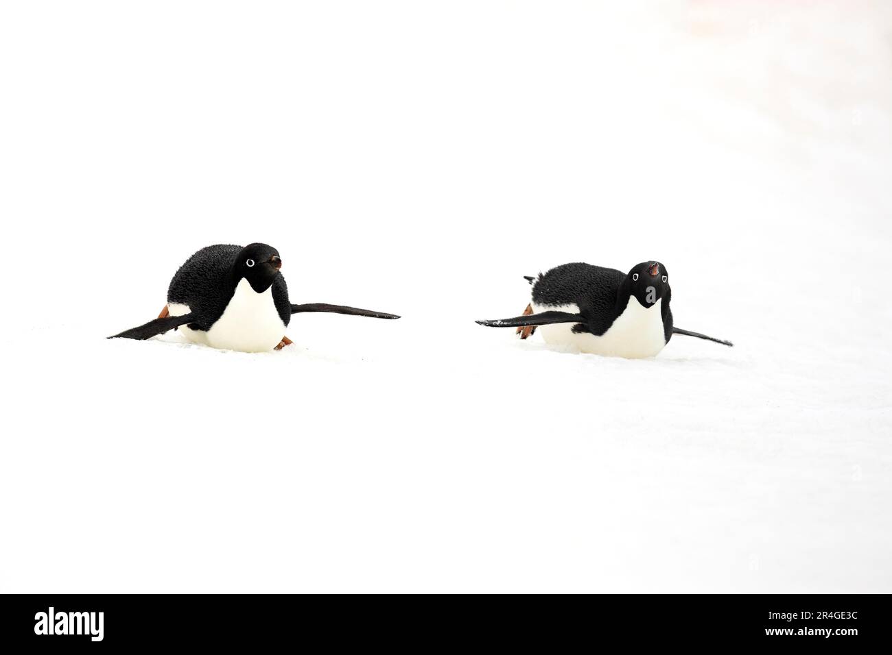 Adelie Penguin (Pygoscelis adeliae), adult couple sliding along on ...