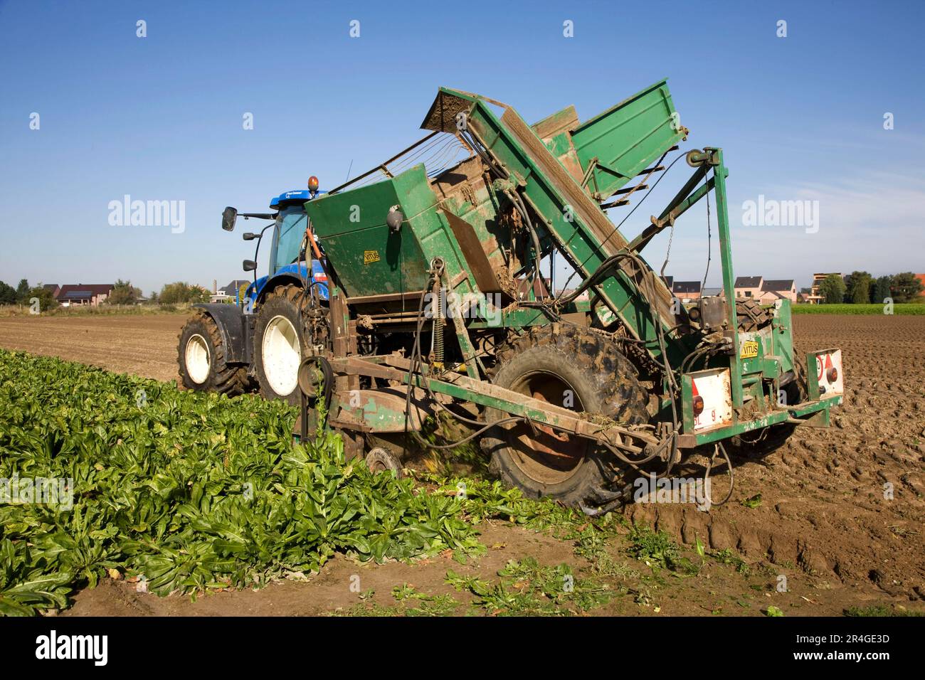 Chicory harvest hi-res stock photography and images - Alamy