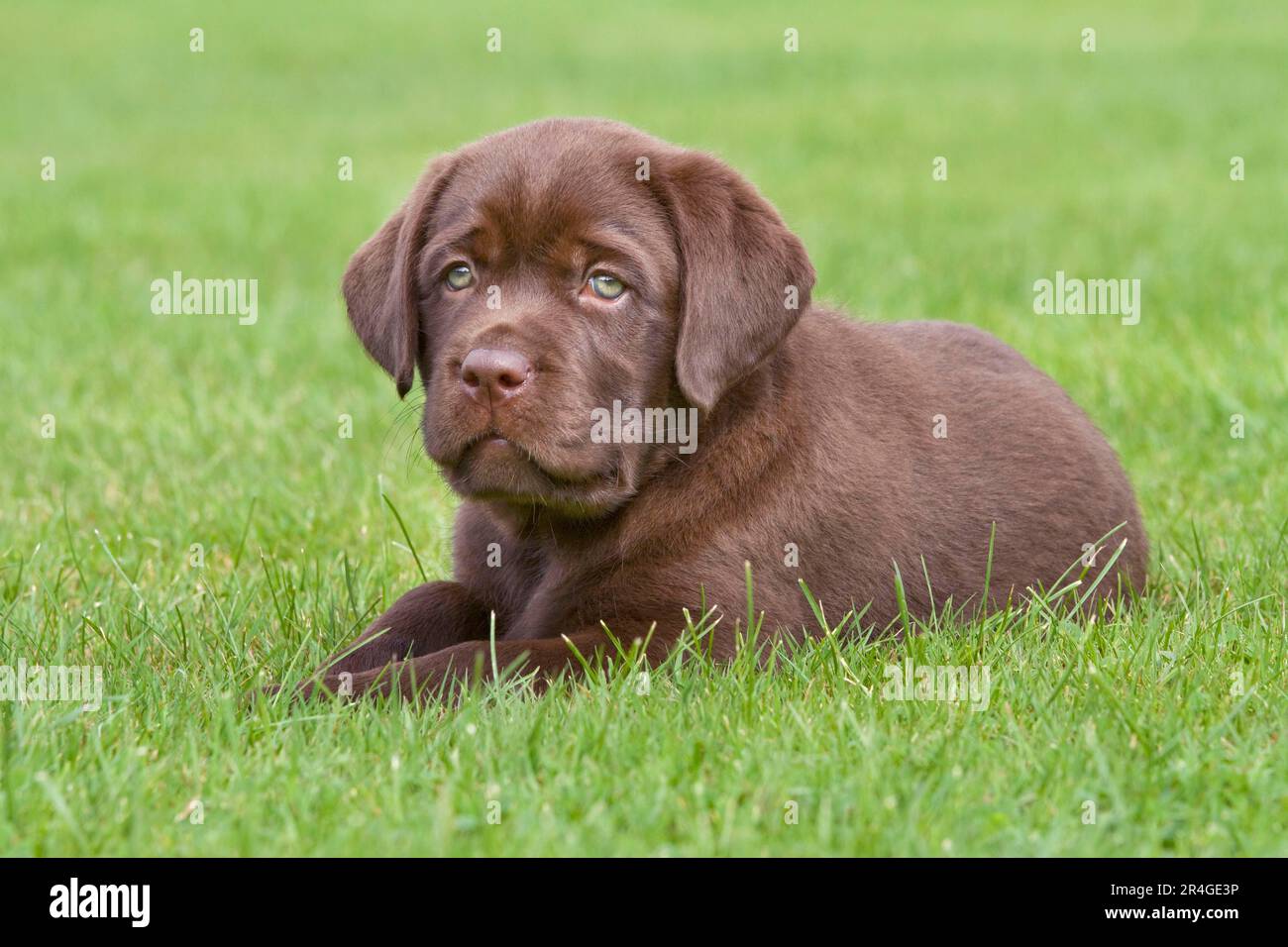 Chocolate labrador retriever puppy dog hi-res stock photography and ...