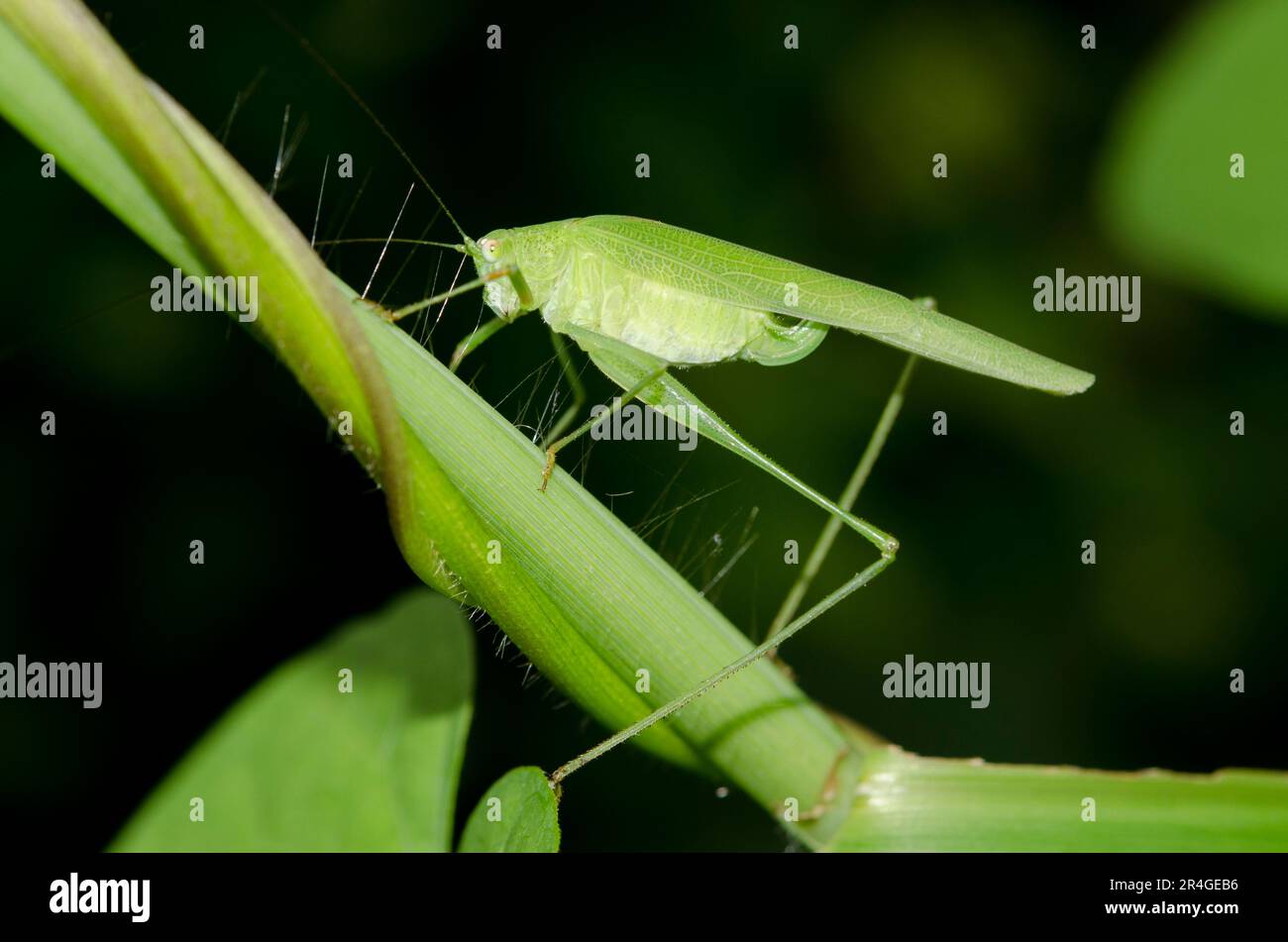 Katydid, Tettigoniidae Family, on stem, Saba, Bali, Indonesia Stock ...