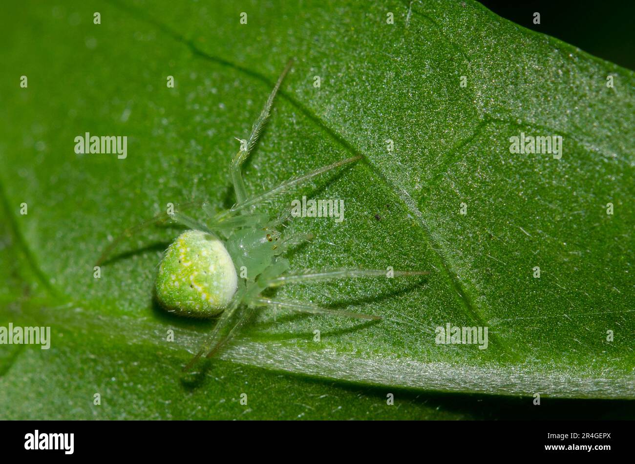 Cucumber Green Spider, Araniella cucurbitina, on leaf, Saba, Bali ...