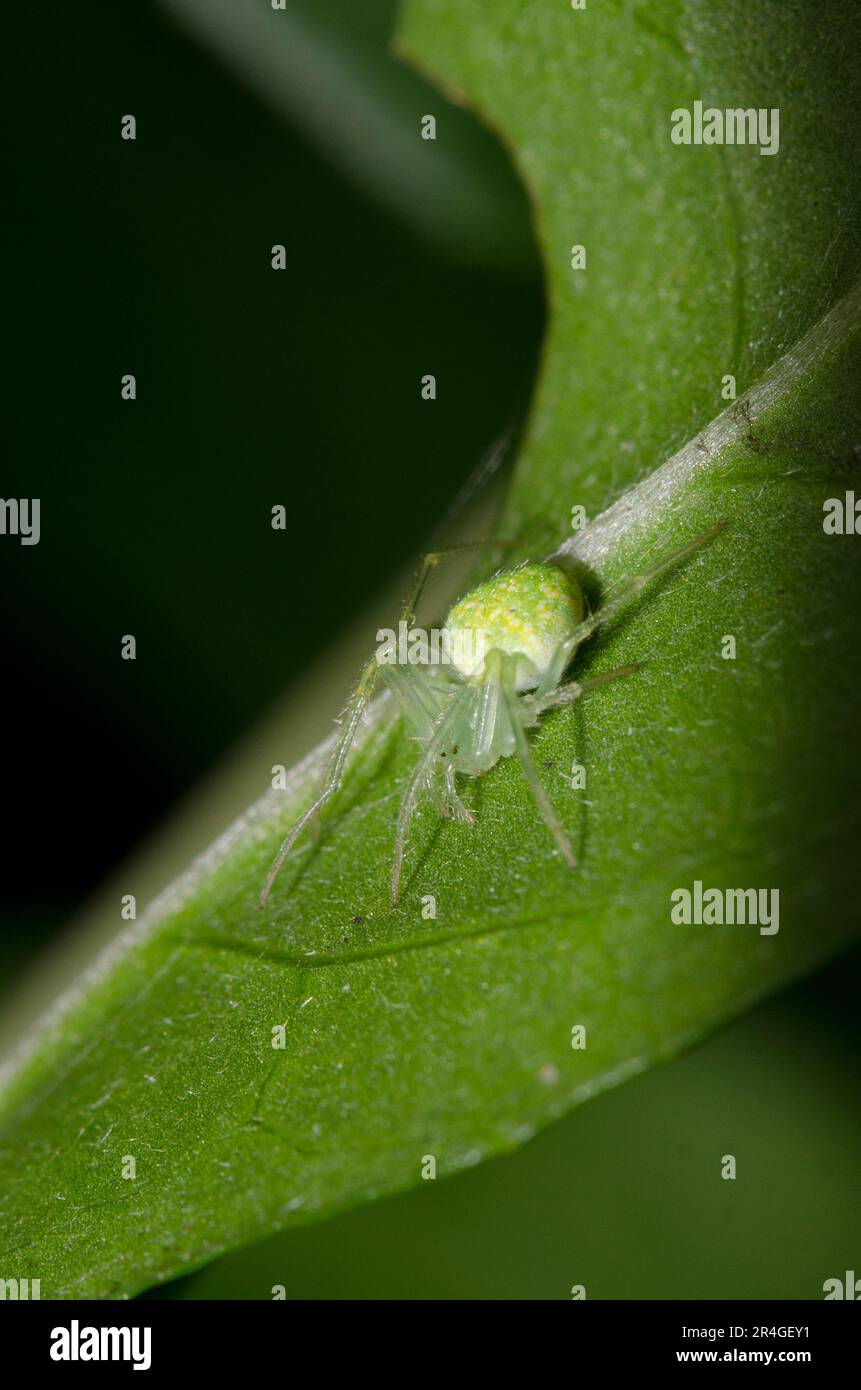 Cucumber Green Spider, Araniella cucurbitina, on leaf, Saba, Bali ...
