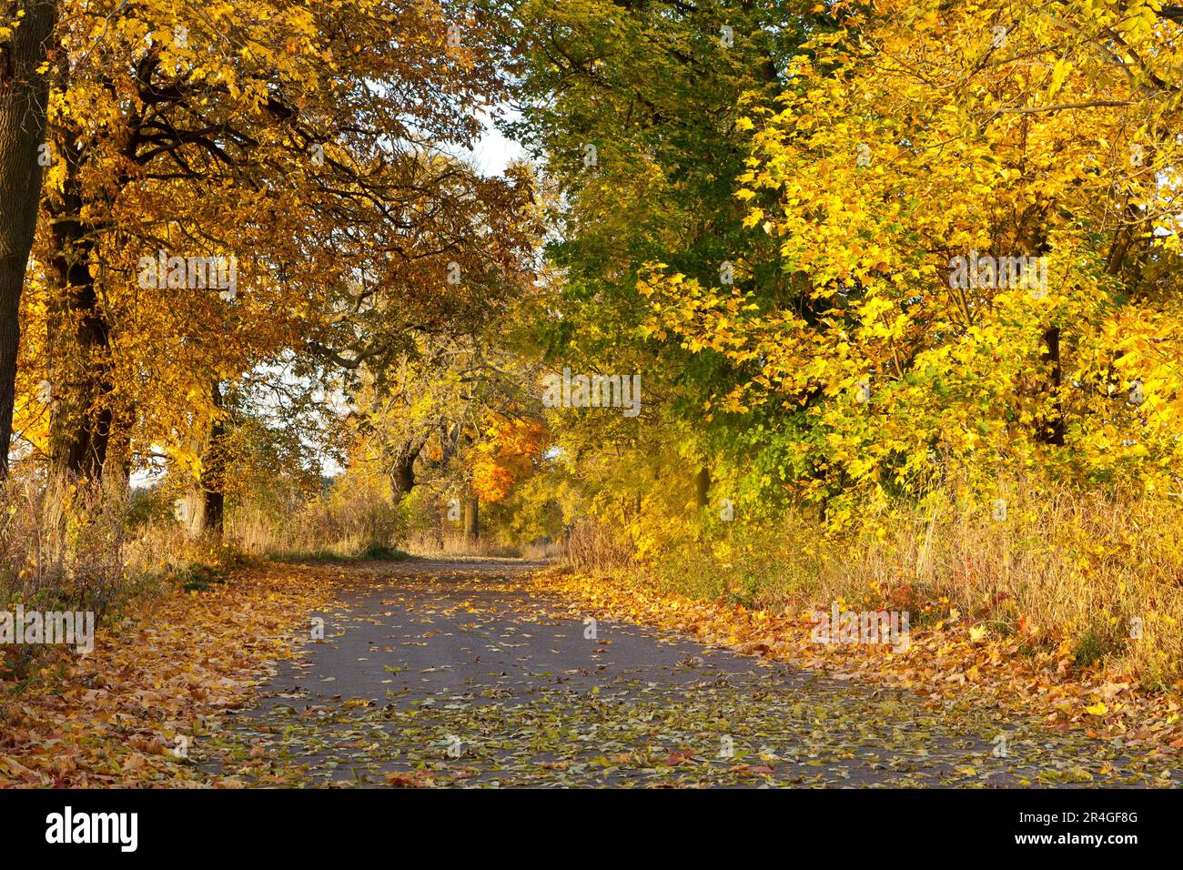 Golden coloured trees hi-res stock photography and images - Alamy