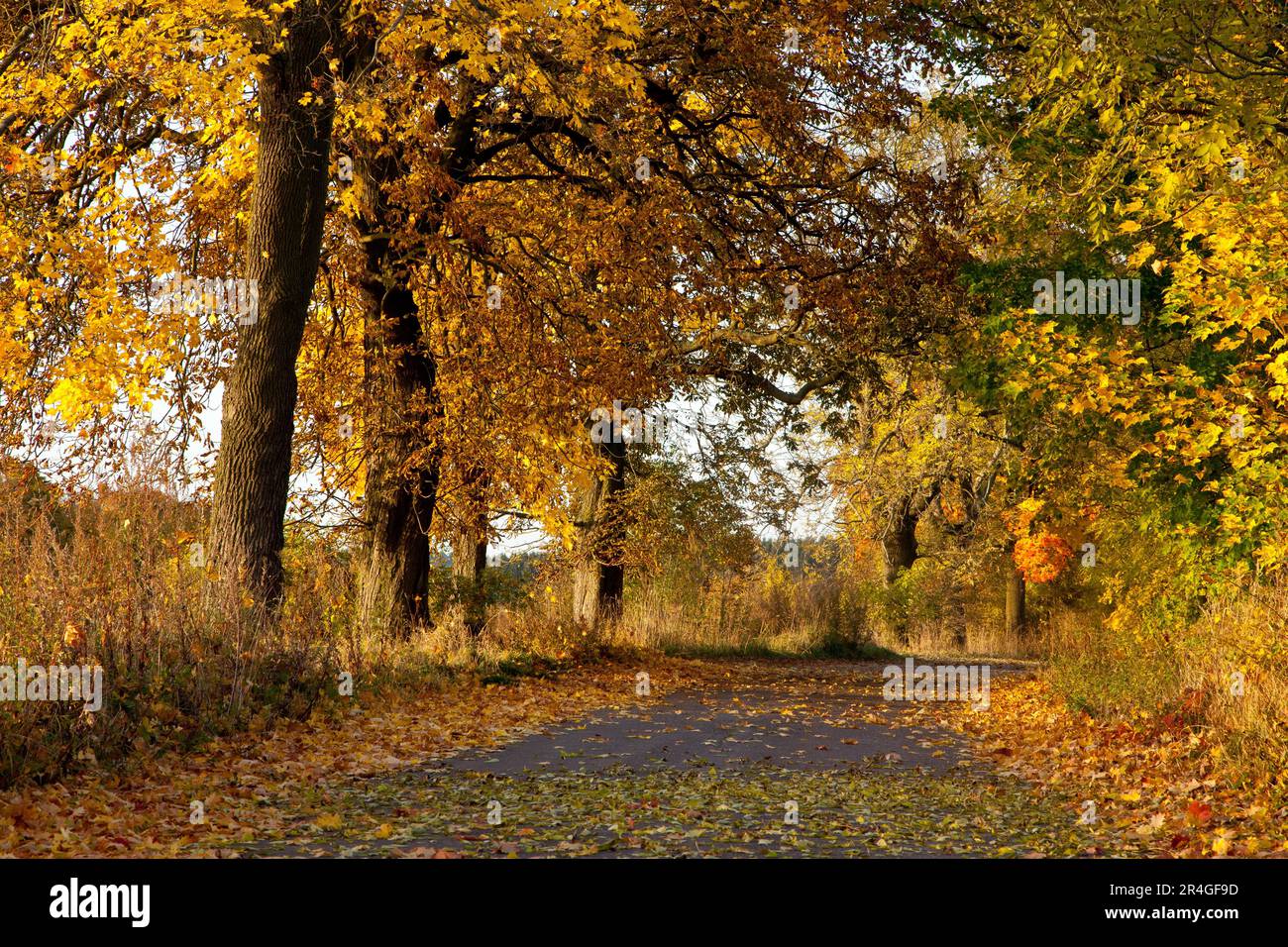 Golden coloured trees hi-res stock photography and images - Alamy
