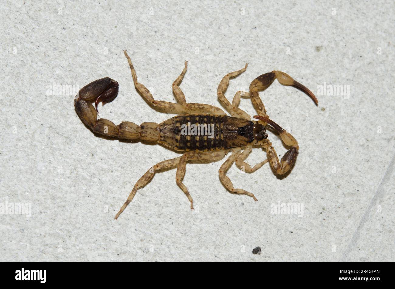 Chinese Swimming Scorpion, Lychas mucronatus, Saba, Bali, Indonesia ...