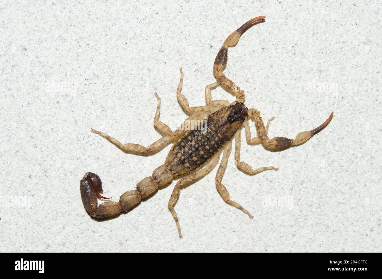 Chinese Swimming Scorpion, Lychas mucronatus, Saba, Bali, Indonesia ...