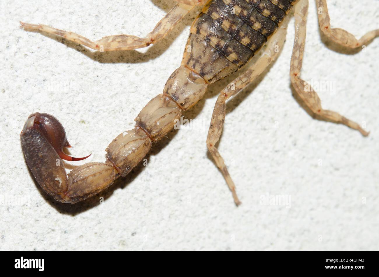 Chinese swimming scorpion hi-res stock photography and images - Alamy