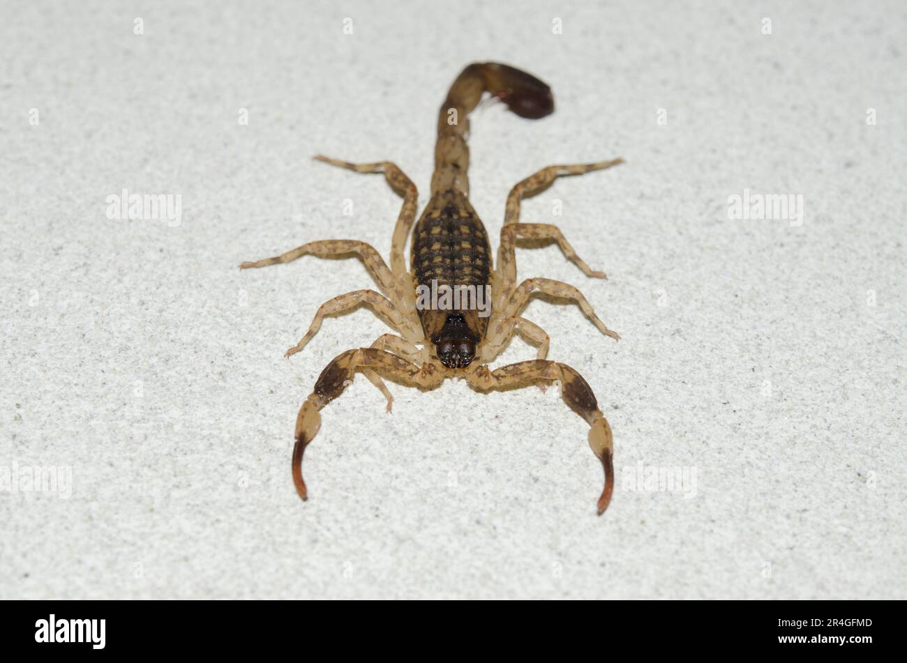 Chinese Swimming Scorpion, Lychas mucronatus, Saba, Bali, Indonesia ...