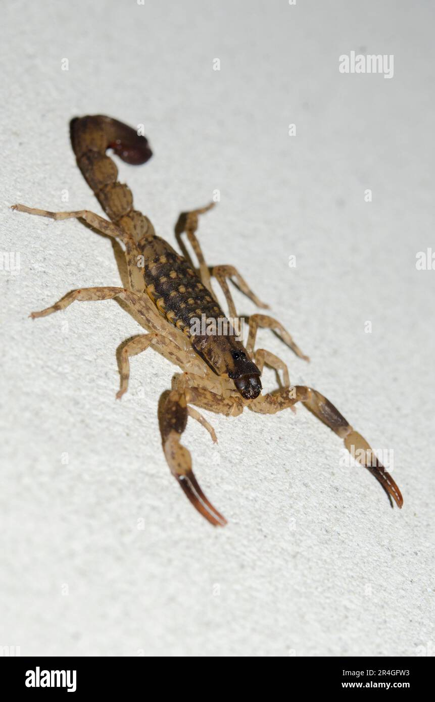 Chinese swimming scorpion hi-res stock photography and images - Alamy