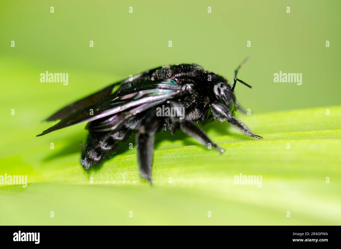 Tropical Carpenter Bee, Xylocopa latipes, on leaf, Saba, Bali ...