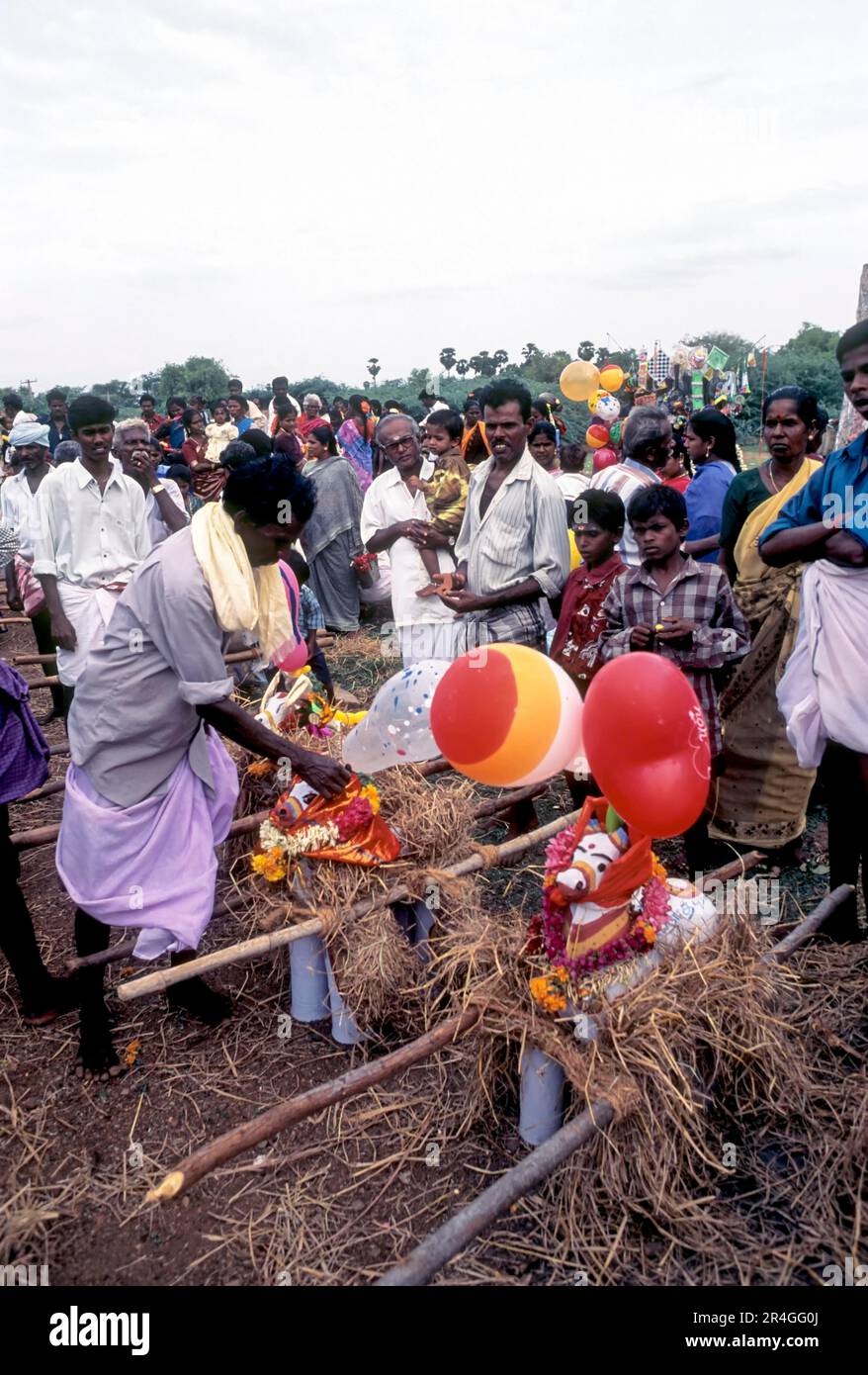 Decorating terracotta bulls for a procession during Puravi Eduppu ...