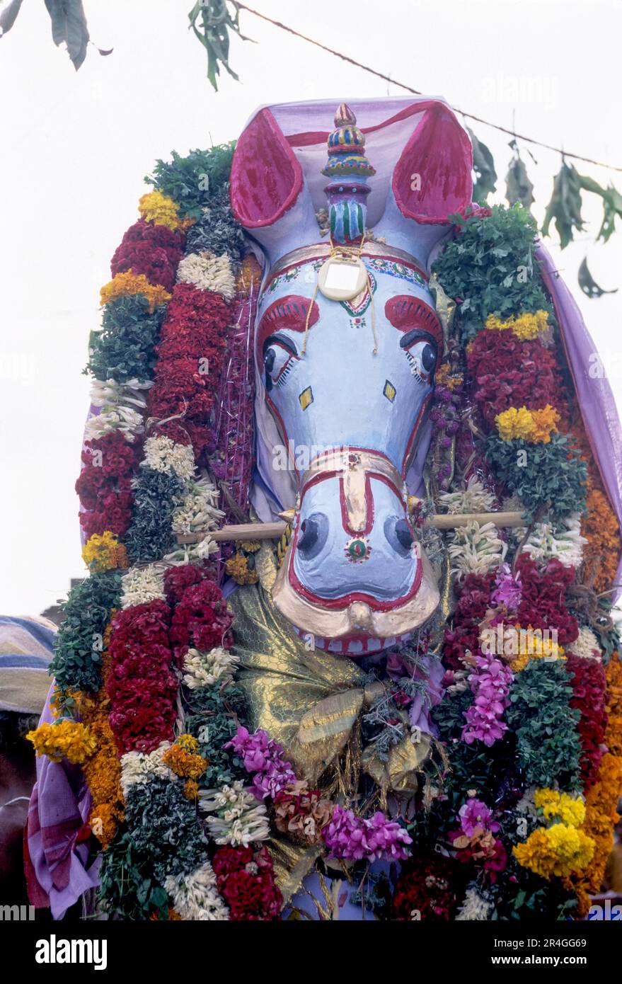 Aterracotta horse is decorated then carried in procession to the ...