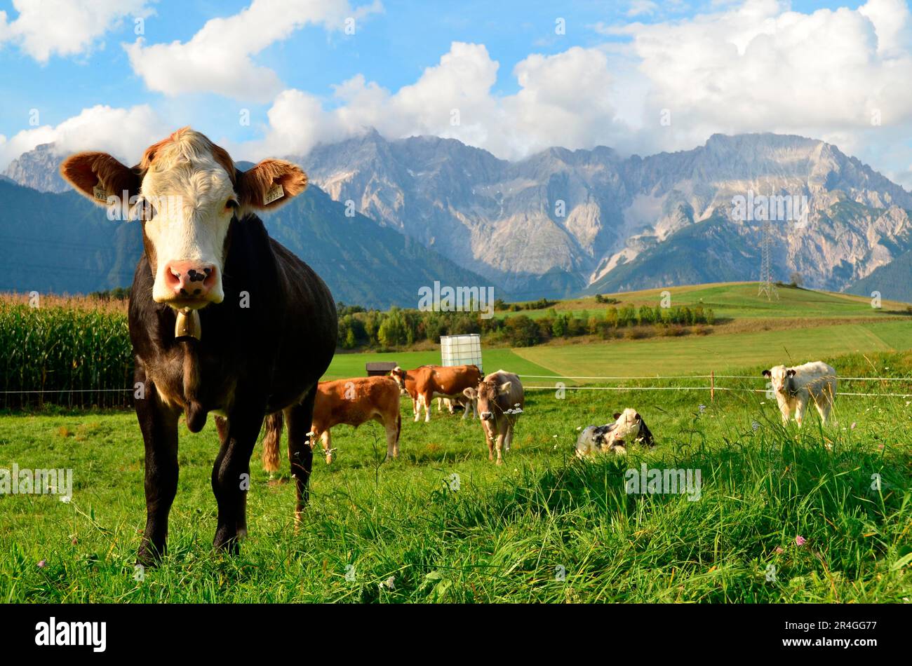 Domestic cattle, cows on alpine meadow, Tannheimer Berge, Allgaeuer ...