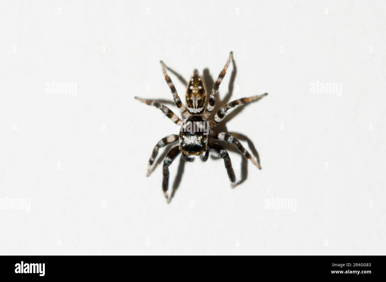 Jumping Spider, Burmattus pococki, Saba, Bali, Indonesia Stock Photo ...