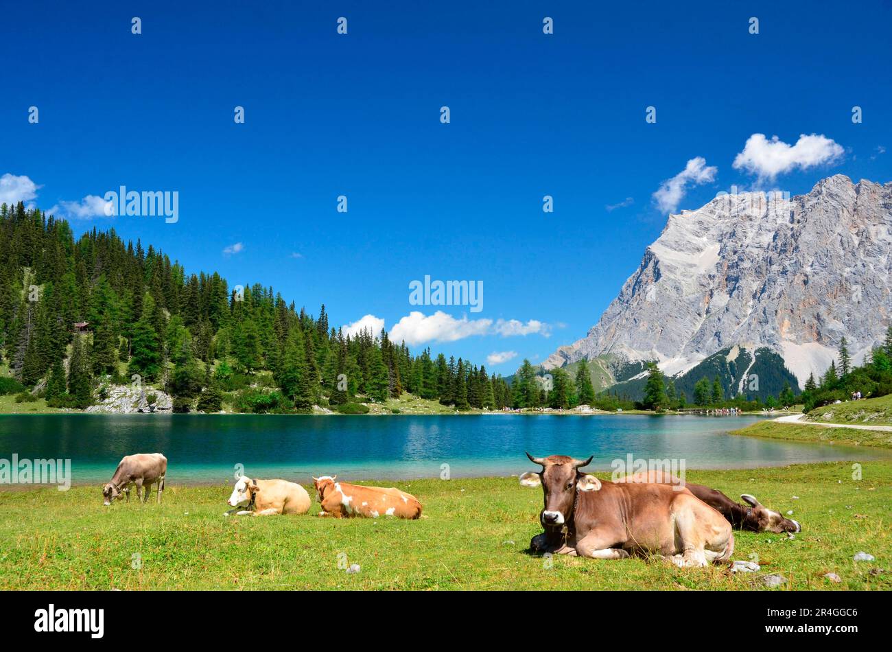 Domestic cattle, cows on alpine meadow, Ehrwalder Alm, Seebensee ...