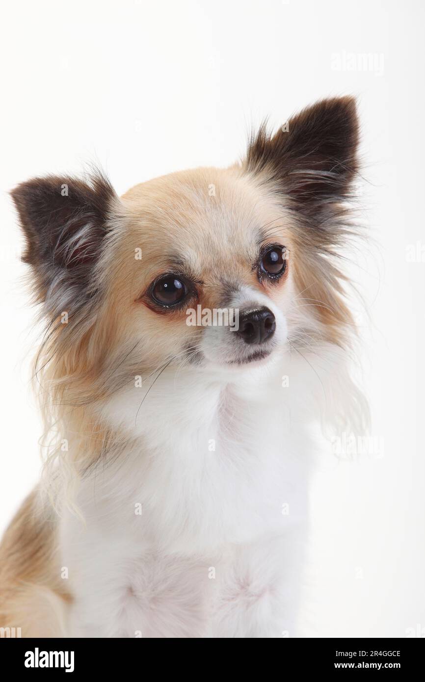 Chihuahua head hi-res stock photography and images - Alamy