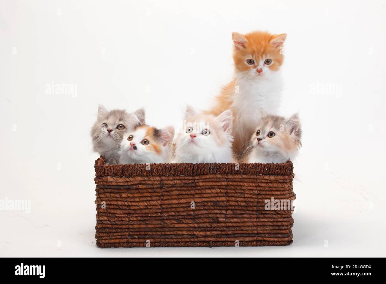 British long hair kittens hi-res stock photography and images - Alamy