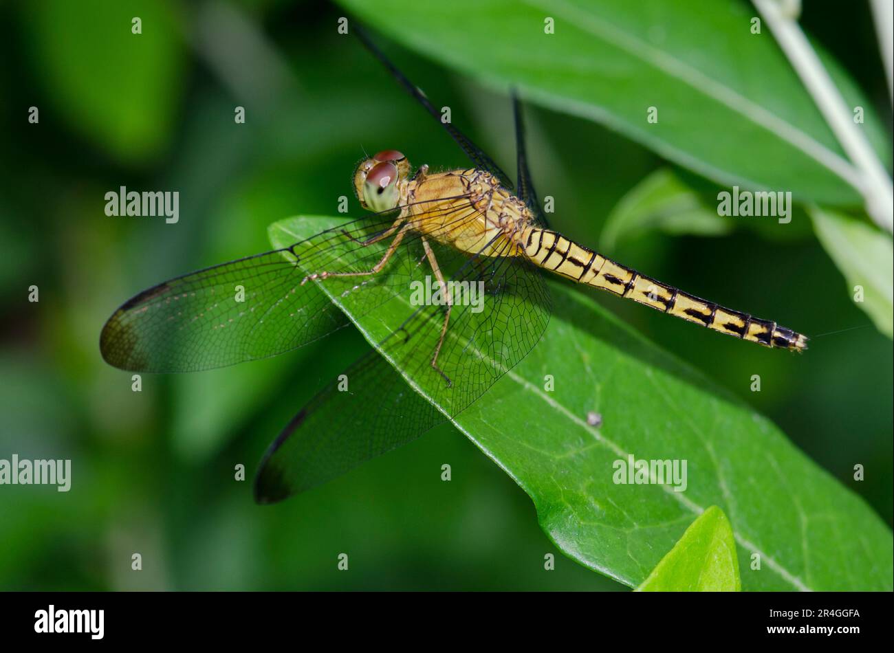 Female Dragonfly, Neurothemis sp, on leaf, Saba, Bali, Indonesia Stock ...
