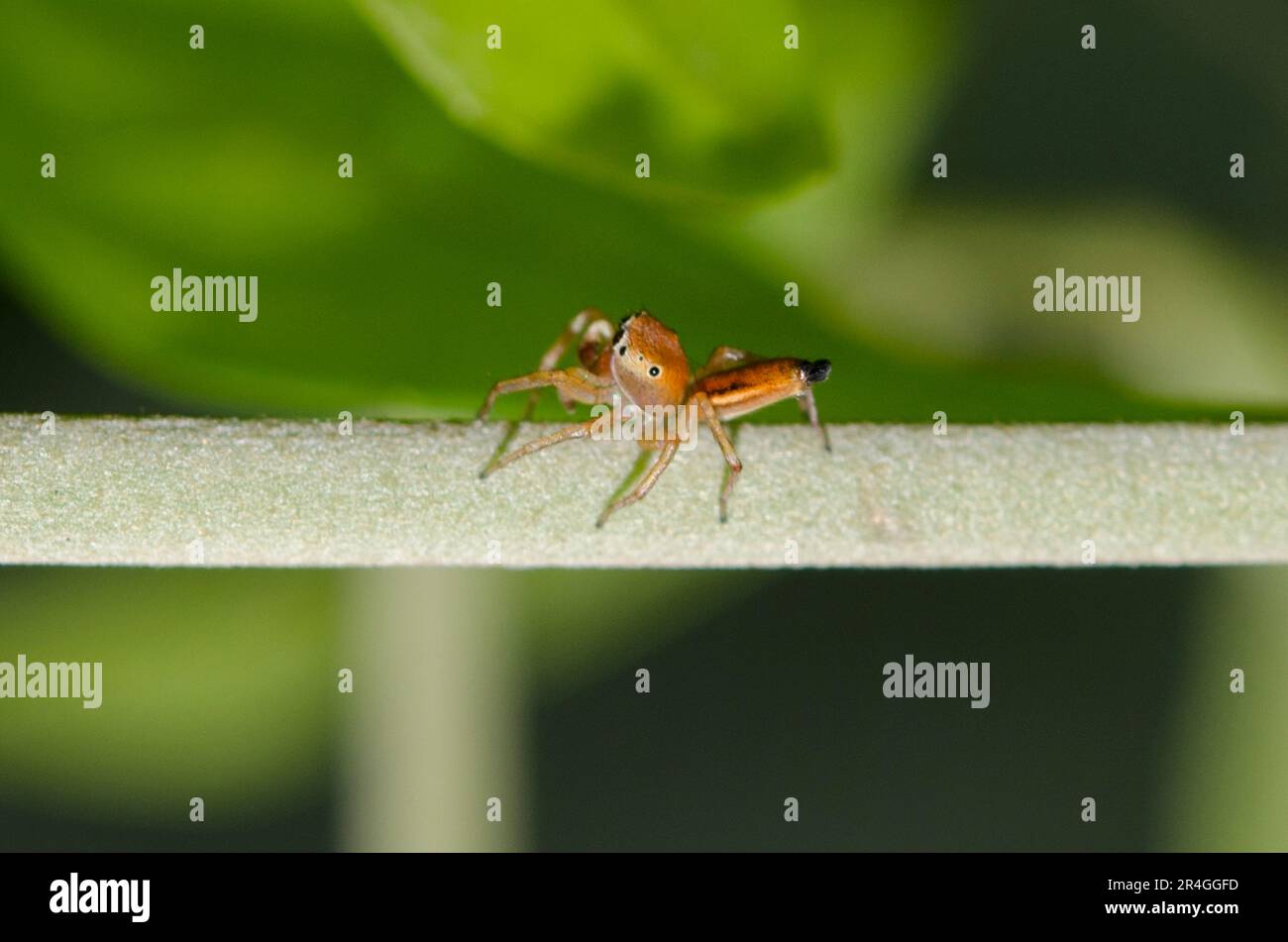 Jumping Spider, Cosmophasis lami, Saba, Bali, Indonesia Stock Photo - Alamy