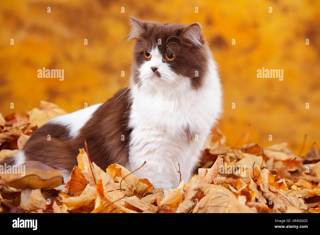 British longhair cat, male, chocolate-white, Highlander, Lowlander ...
