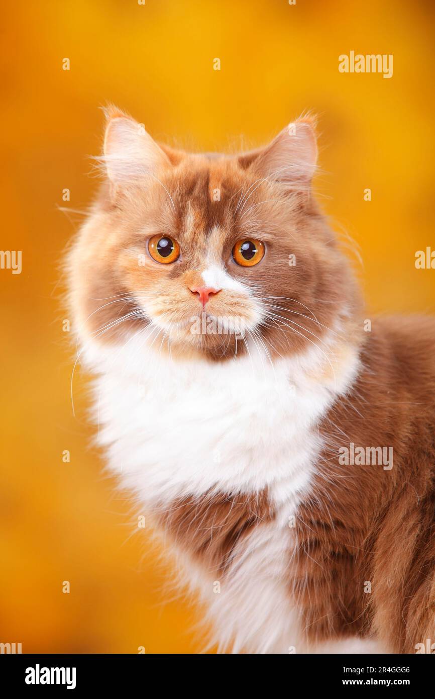 British longhair cat, male, cinnamon-tortie-white, Highlander ...
