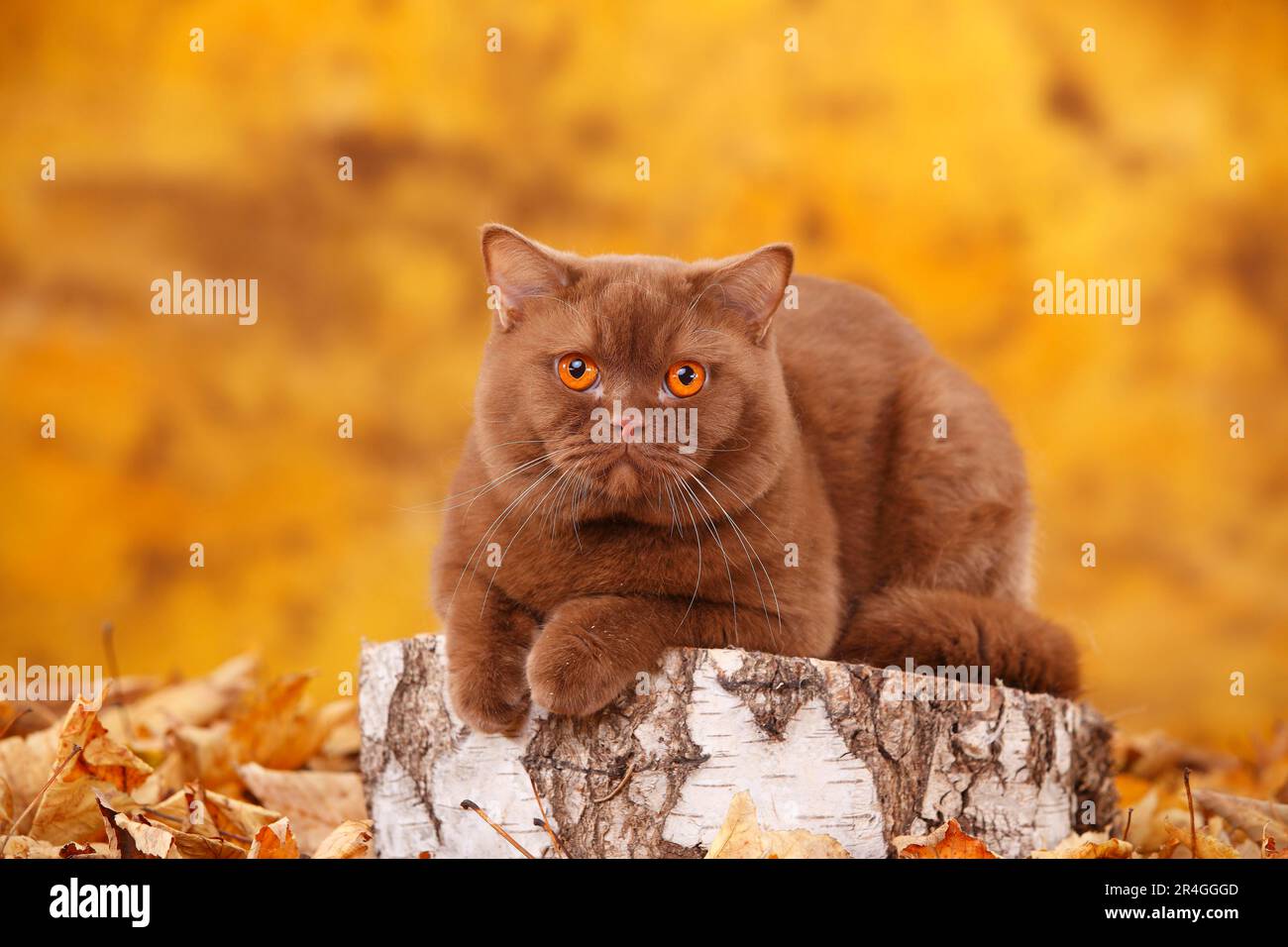 British shorthair cat, male, cinnamon, BKH Stock Photo - Alamy