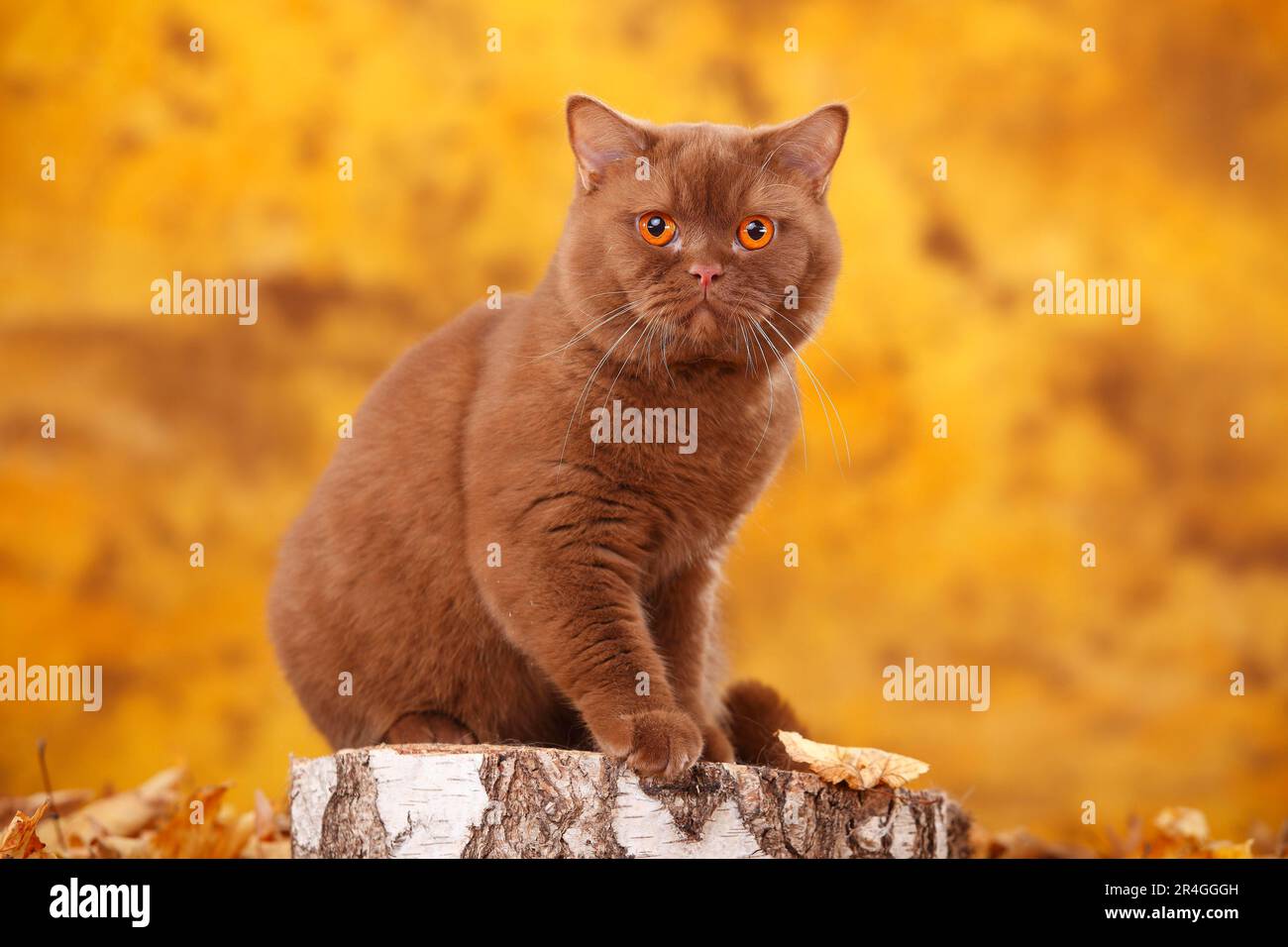 British shorthair cat, male, cinnamon, BKH Stock Photo - Alamy