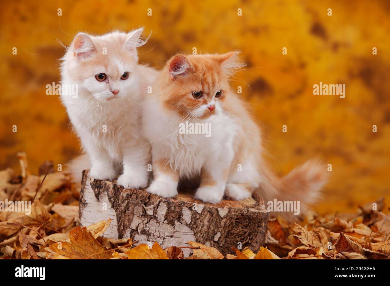 British longhair cats, brothers, 6 months, red-tabby-mackarel-white and ...