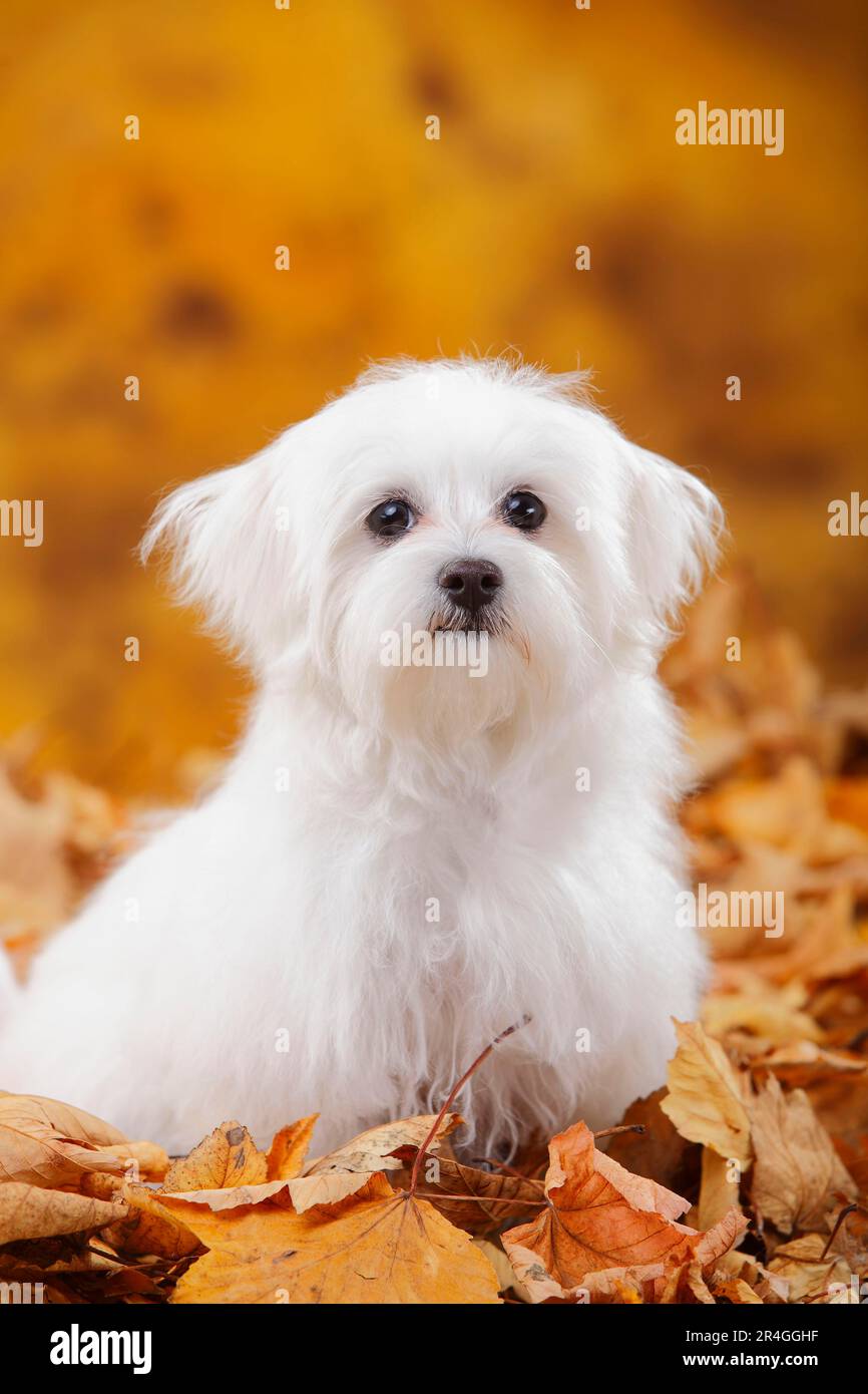 Family dog in autumn hi-res stock photography and images - Alamy