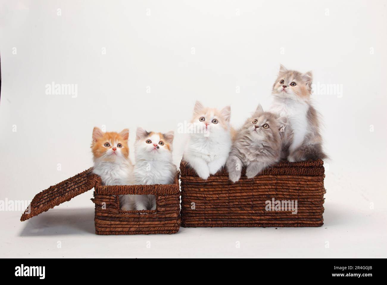 British Longhair Cats, Kittens, 10 weeks, Highlander, Lowlander ...