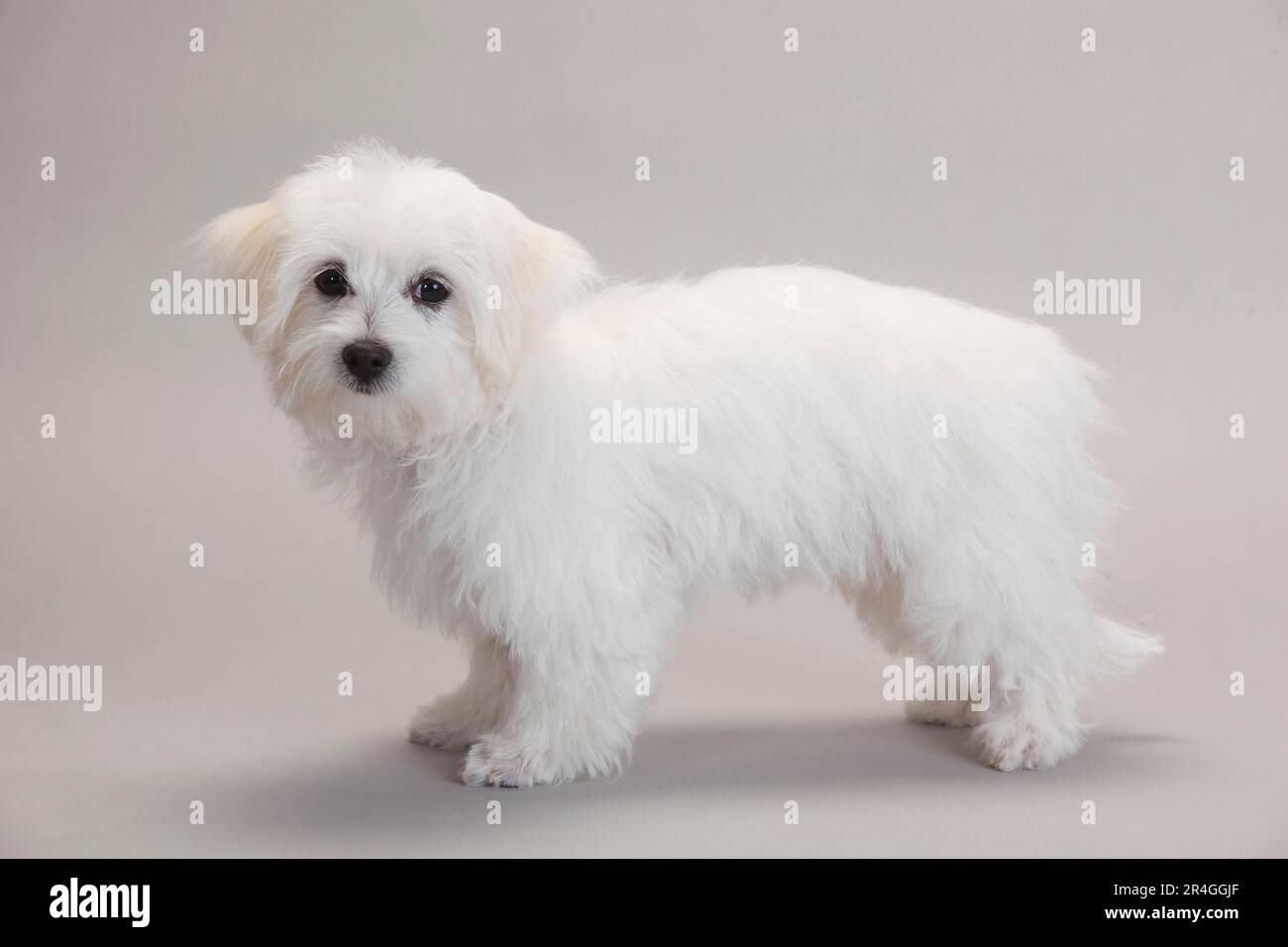 White maltese dog side hi-res stock photography and images - Alamy