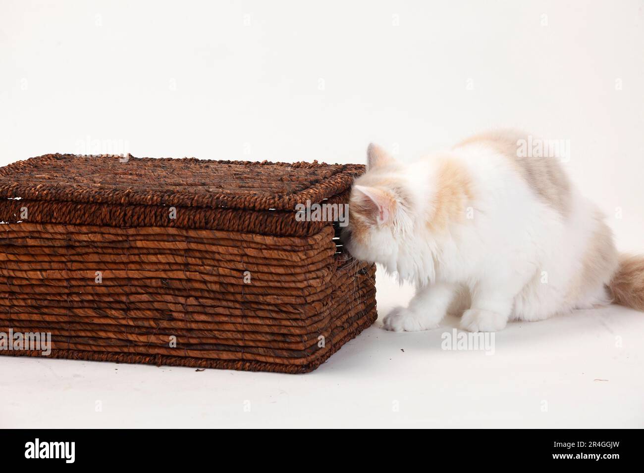 British longhair cat, kitten, lilac-tortie-white, 4 months, Highlander ...