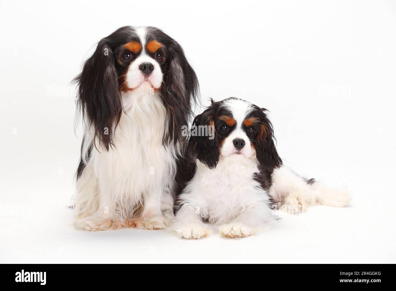 Tri coloured spaniel hi-res stock photography and images - Alamy