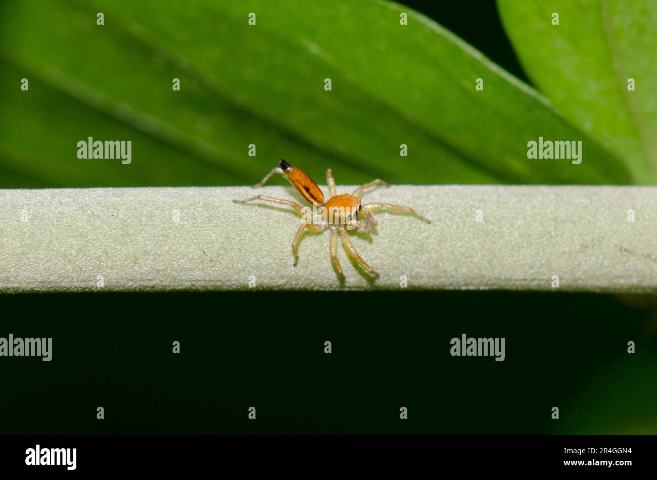 Jumping Spider, Cosmophasis lami, Saba, Bali, Indonesia Stock Photo - Alamy