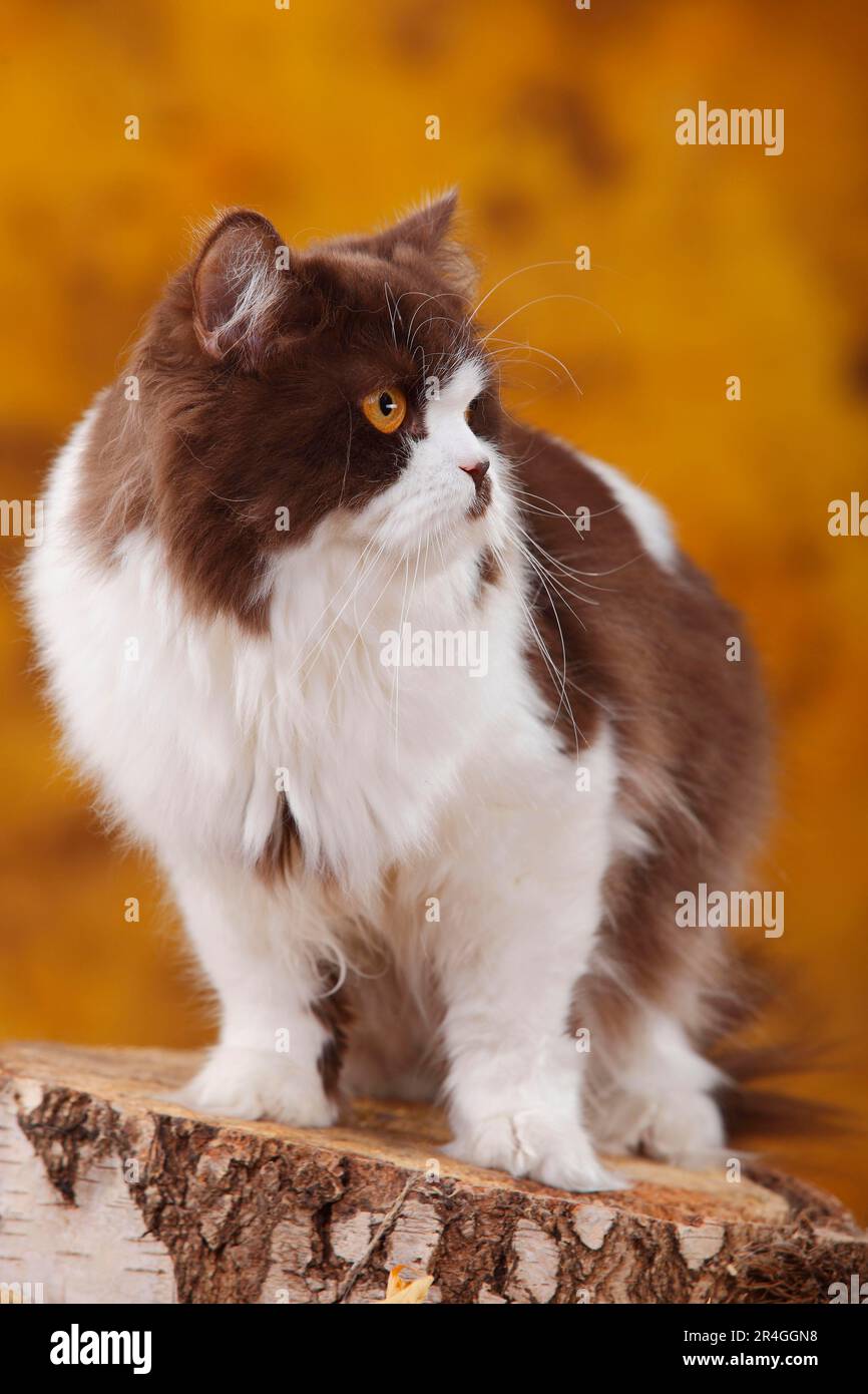 British longhair cat, male, chocolate-white, Highlander, Lowlander ...