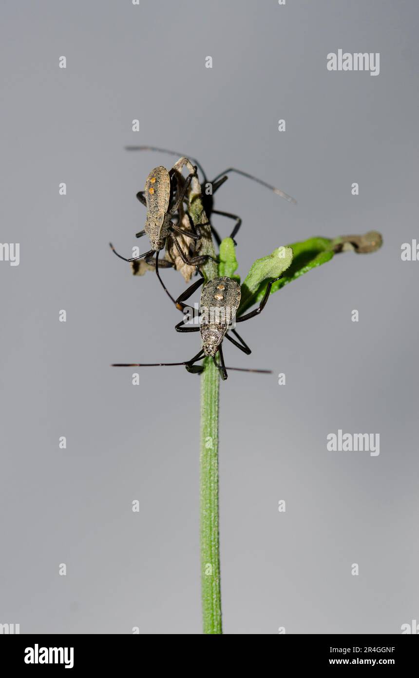 Leaf footed bug coreidae family hi-res stock photography and images - Alamy