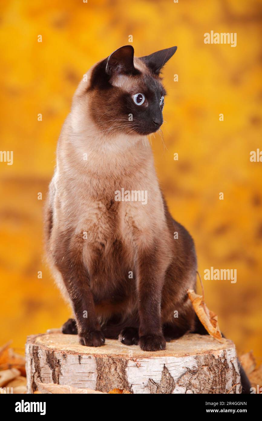Siamese cat (old type), male, seal-point, Thai cat, Siamese Stock Photo ...