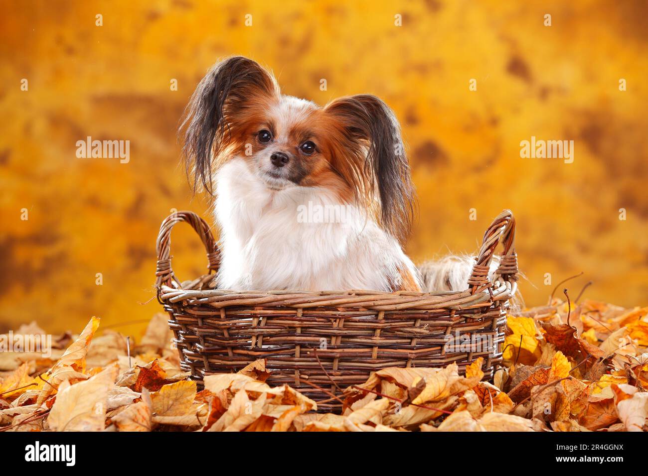 Papillon, Butterfly Doggie, Continental Dwarf Spaniel, Autumn Leaves ...