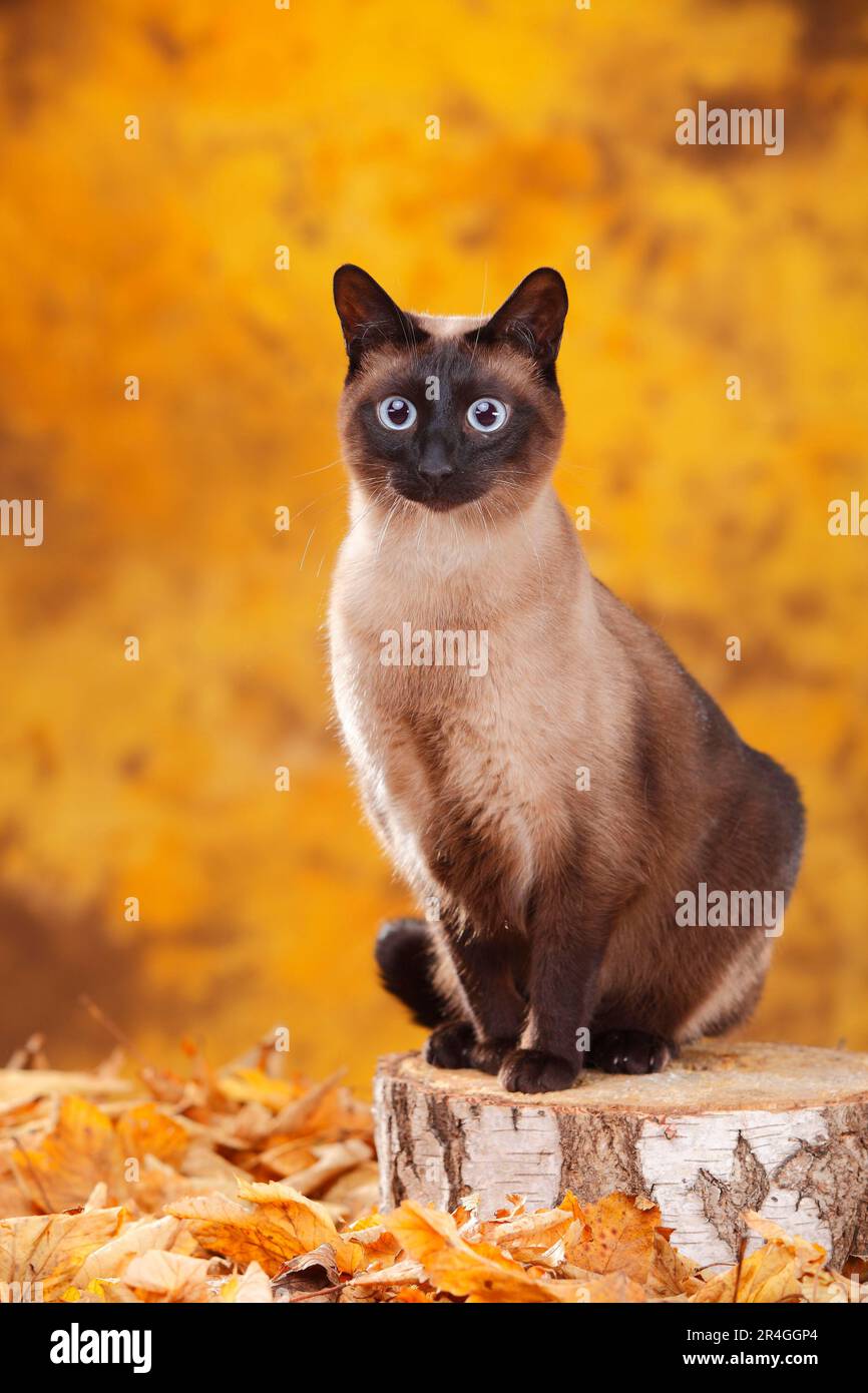 Siamese cat (old type), male, seal-point, Thai cat, Siamese Stock Photo ...