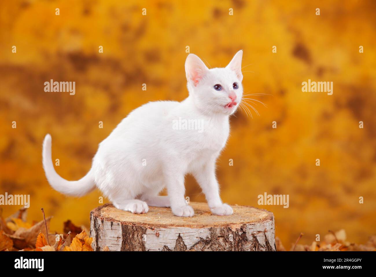 White Thai Cat