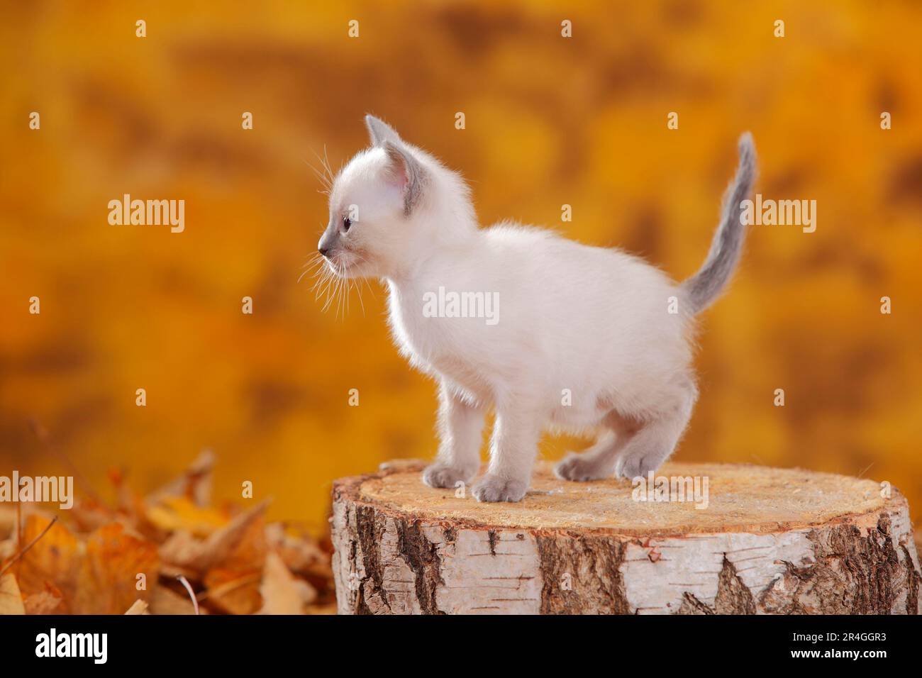 Thai blue point hi-res stock photography and images - Alamy